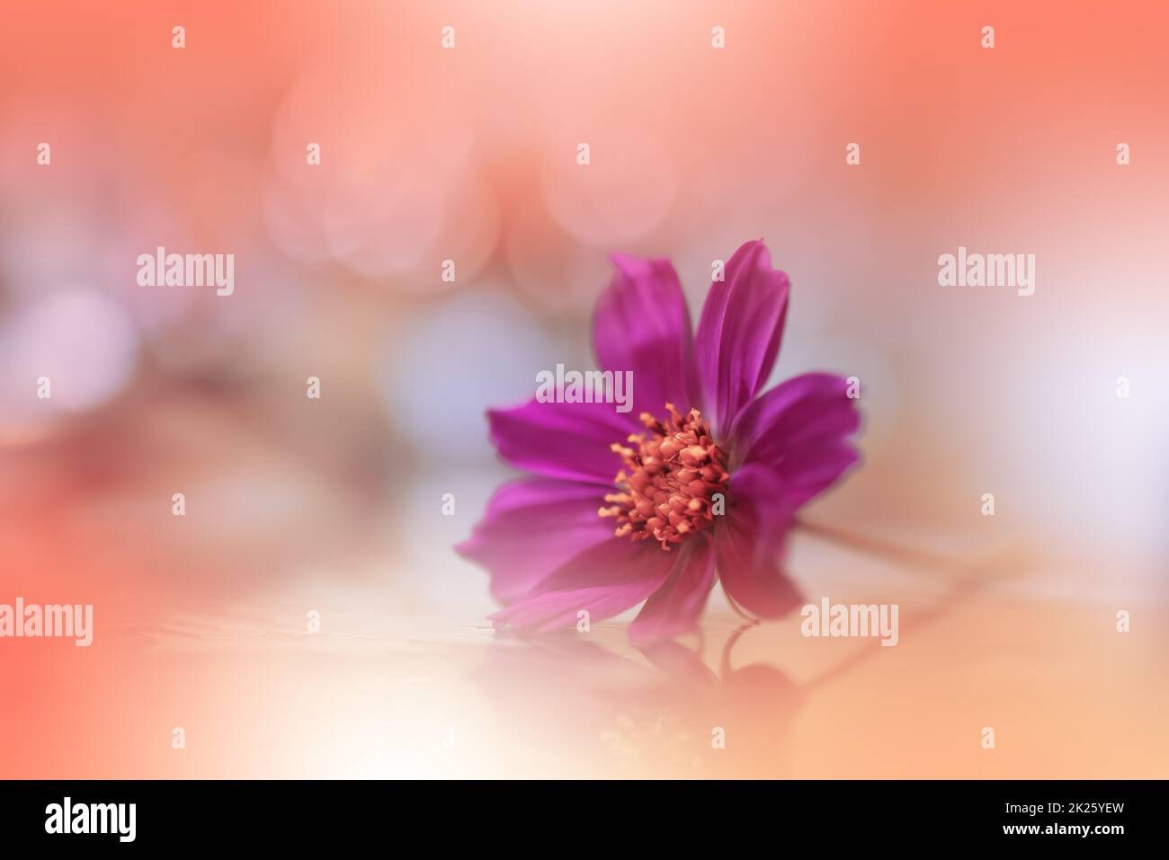 Cosmos Flower Wallpaper