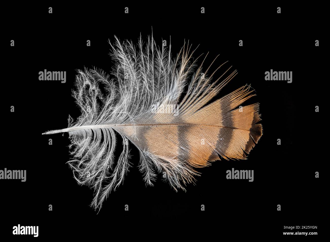 Horned Owl Feather Identification