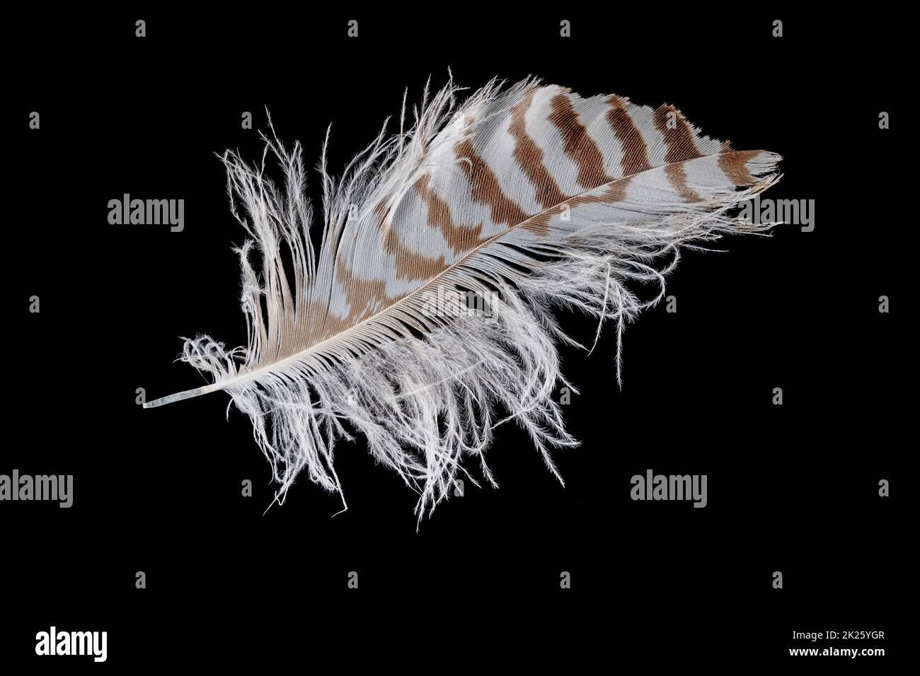 Buzzard feather hi-res stock photography and images - Alamy