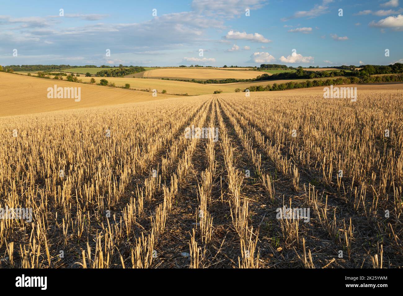Lines in a stubble field with arable landscape behind in late afternoon ...