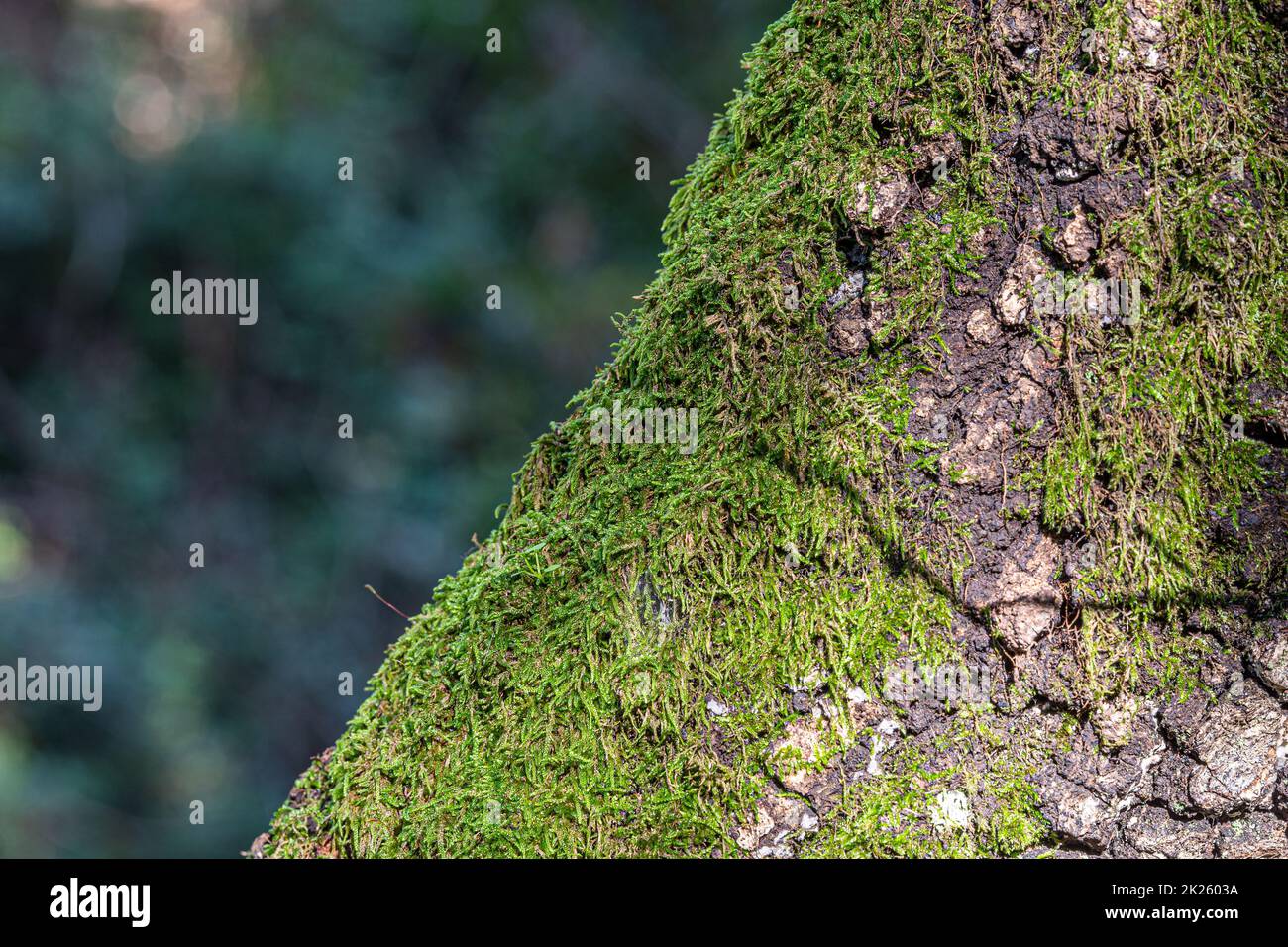 detail of the green moss Stock Photo - Alamy