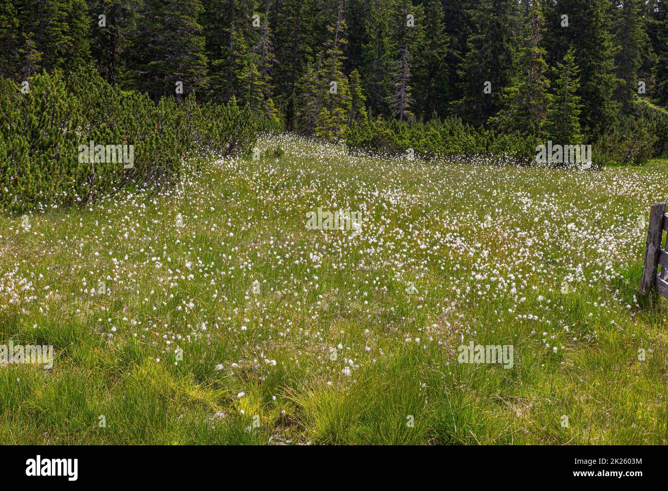 Typical alpine pastures Stock Photo - Alamy