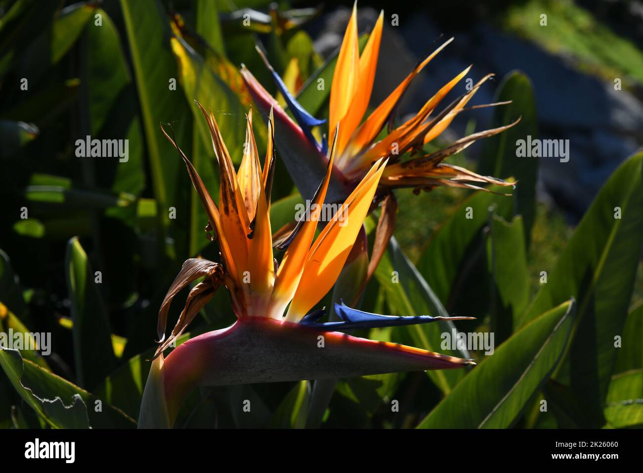 Bird of paradise flower in the province of Alicante, Costa Blanca ...