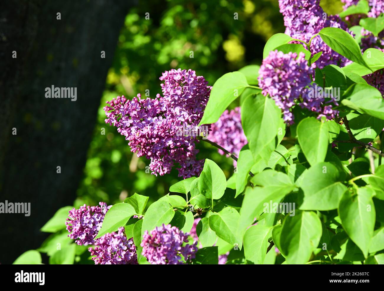 Common lilac in the garden Stock Photo - Alamy