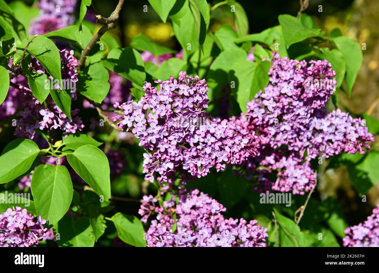 Common lilac in the garden Stock Photo - Alamy