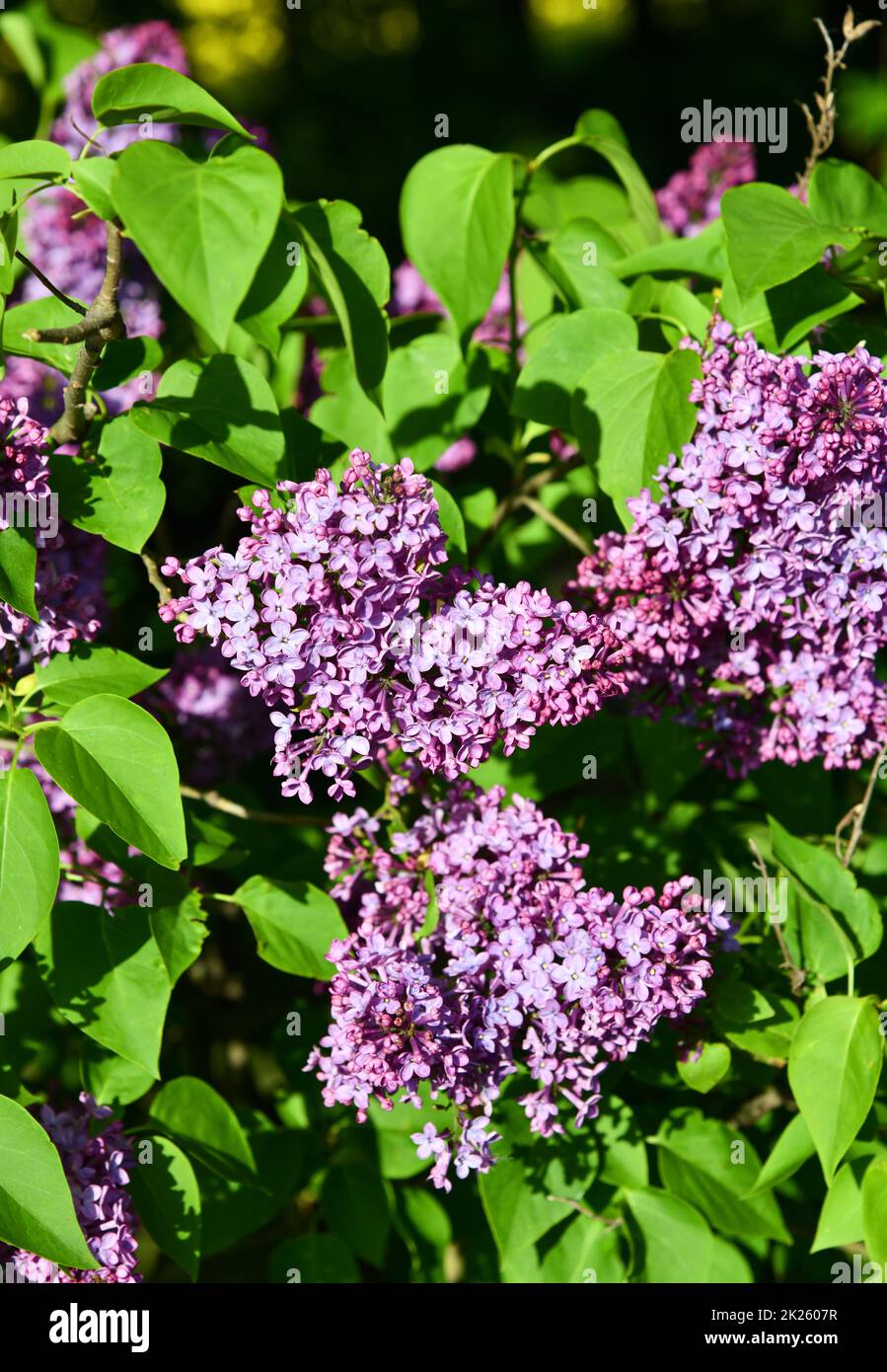 Common garden shrubs hi-res stock photography and images - Alamy