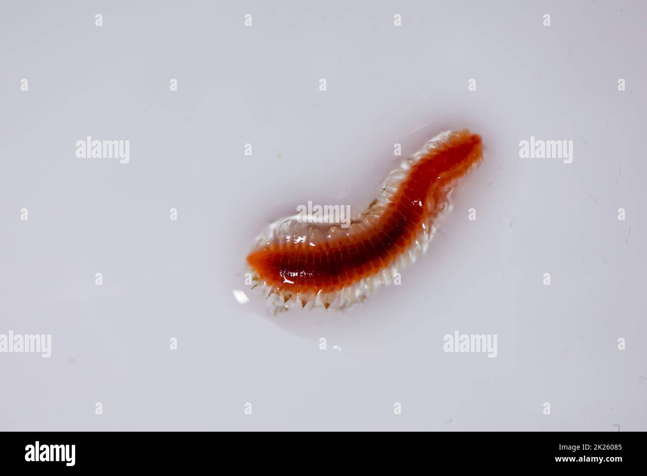 A close-up of a bristle worm, Vielborster (Polychaeta Stock Photo - Alamy