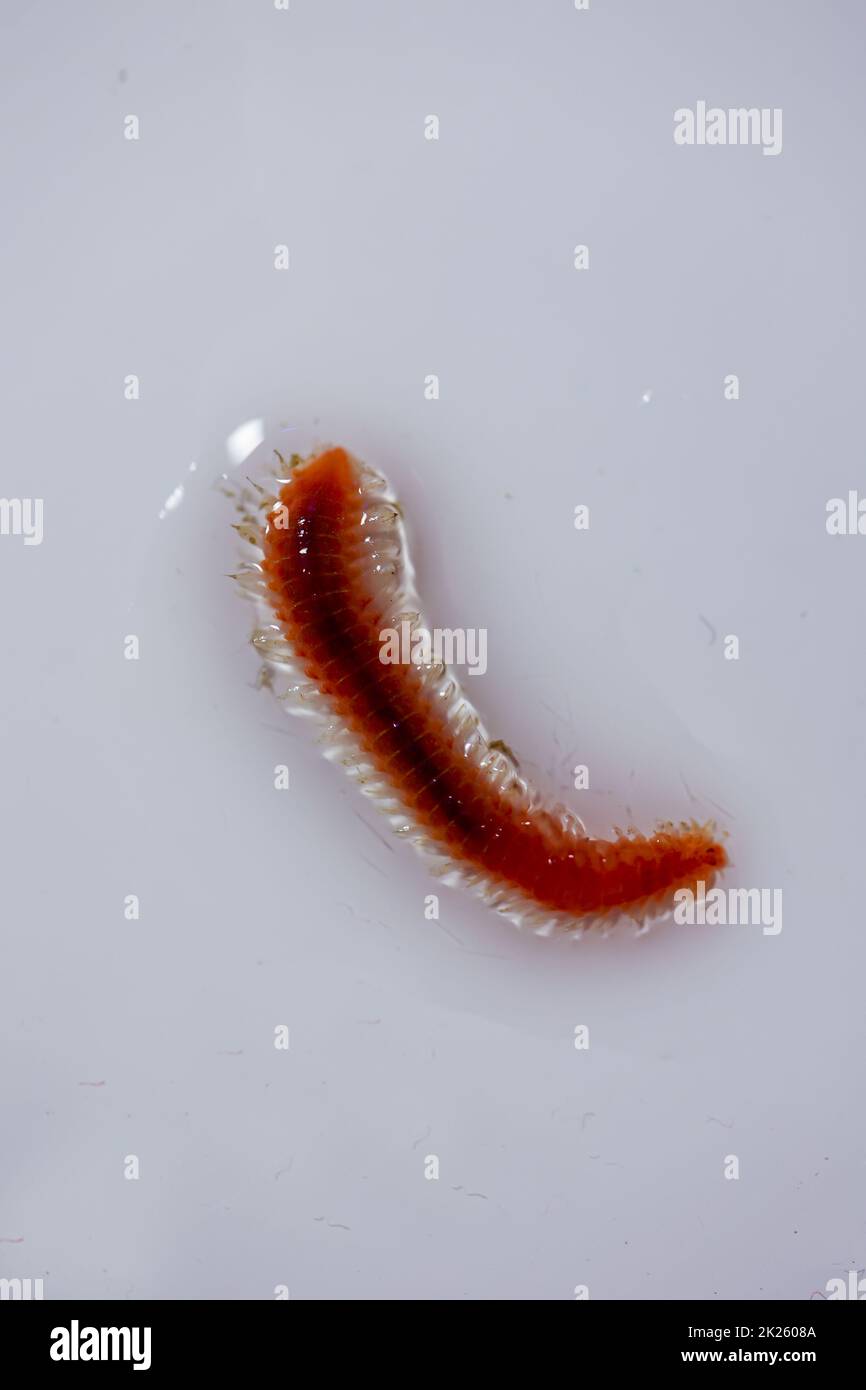 A close-up of a bristle worm, Vielborster (Polychaeta Stock Photo - Alamy