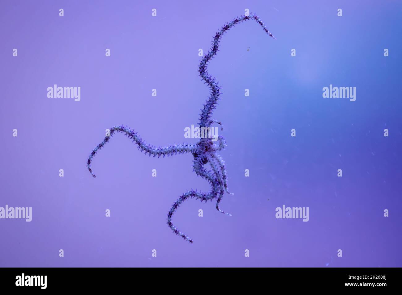 A snake starfish with its six tentacles on the pane of a marine ...