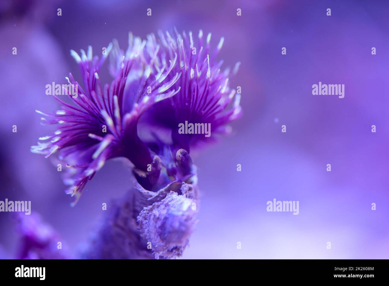 A lime tube worm, tube worm in the aquarium Stock Photo - Alamy