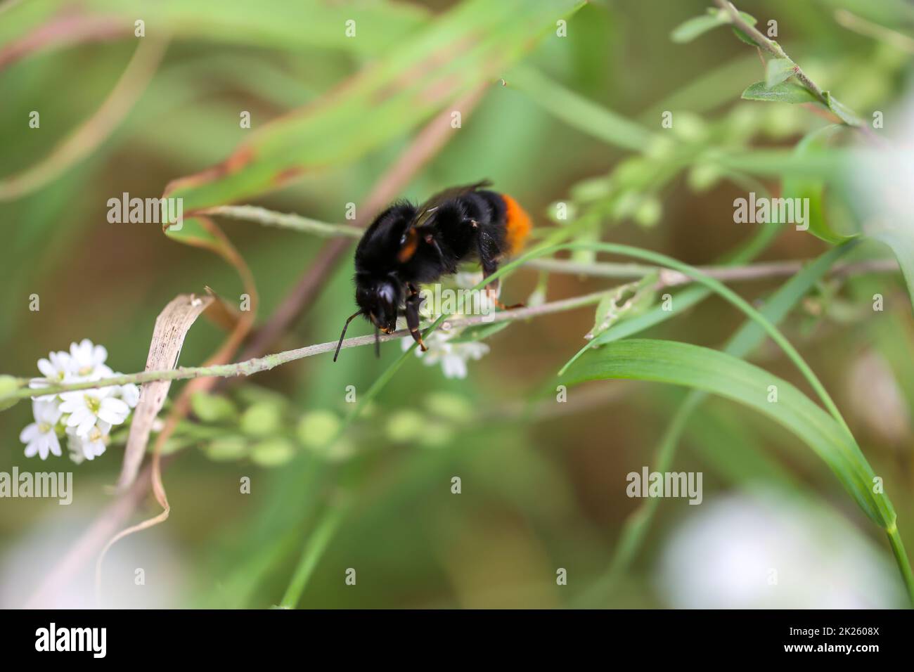 The portrait of a bumblebee on a meadow plant Stock Photo - Alamy