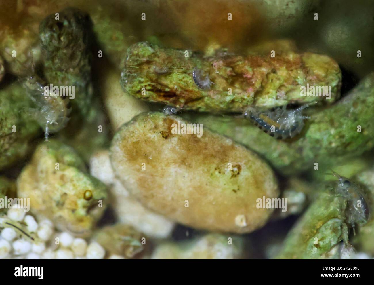Close up of many river psyllids in the bottom of an aquarium Stock ...