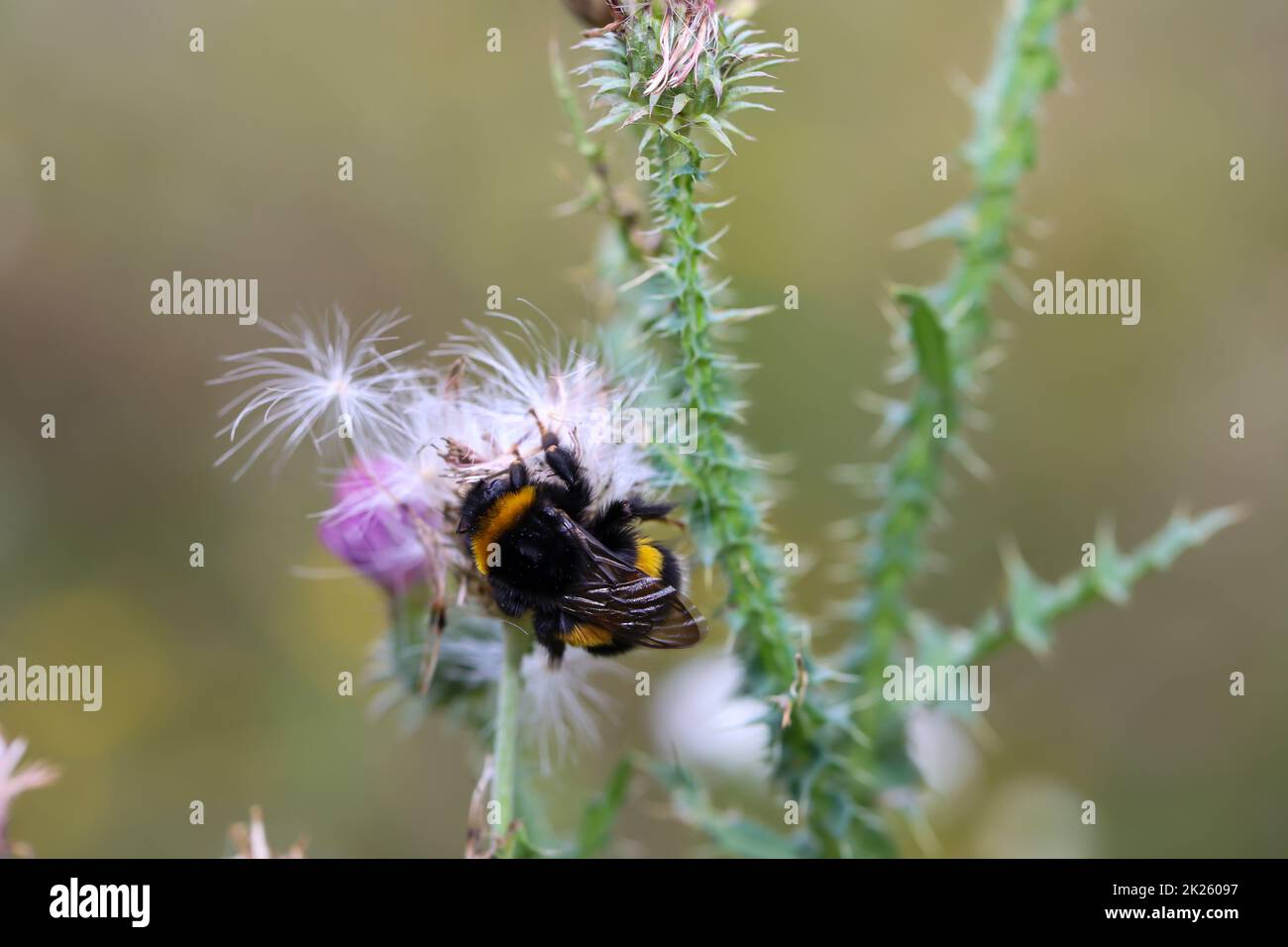The portrait of a bumblebee on a meadow plant Stock Photo - Alamy