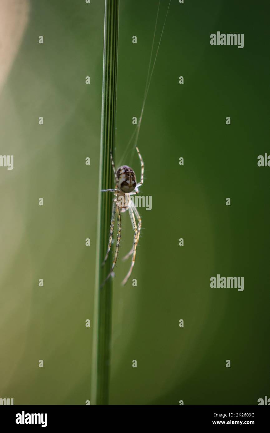 A cross spider in its web. Portrait of a garden cross spider Stock ...