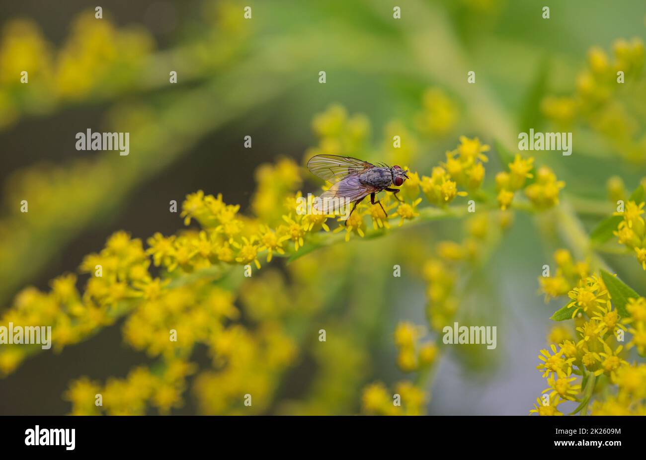 A fly or fly-like insect on a plant Stock Photo - Alamy
