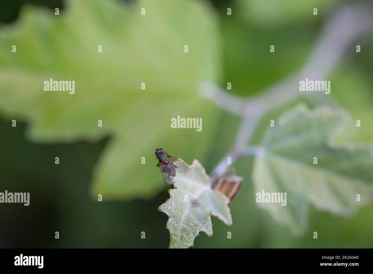 A fly or fly-like insect on a plant Stock Photo - Alamy