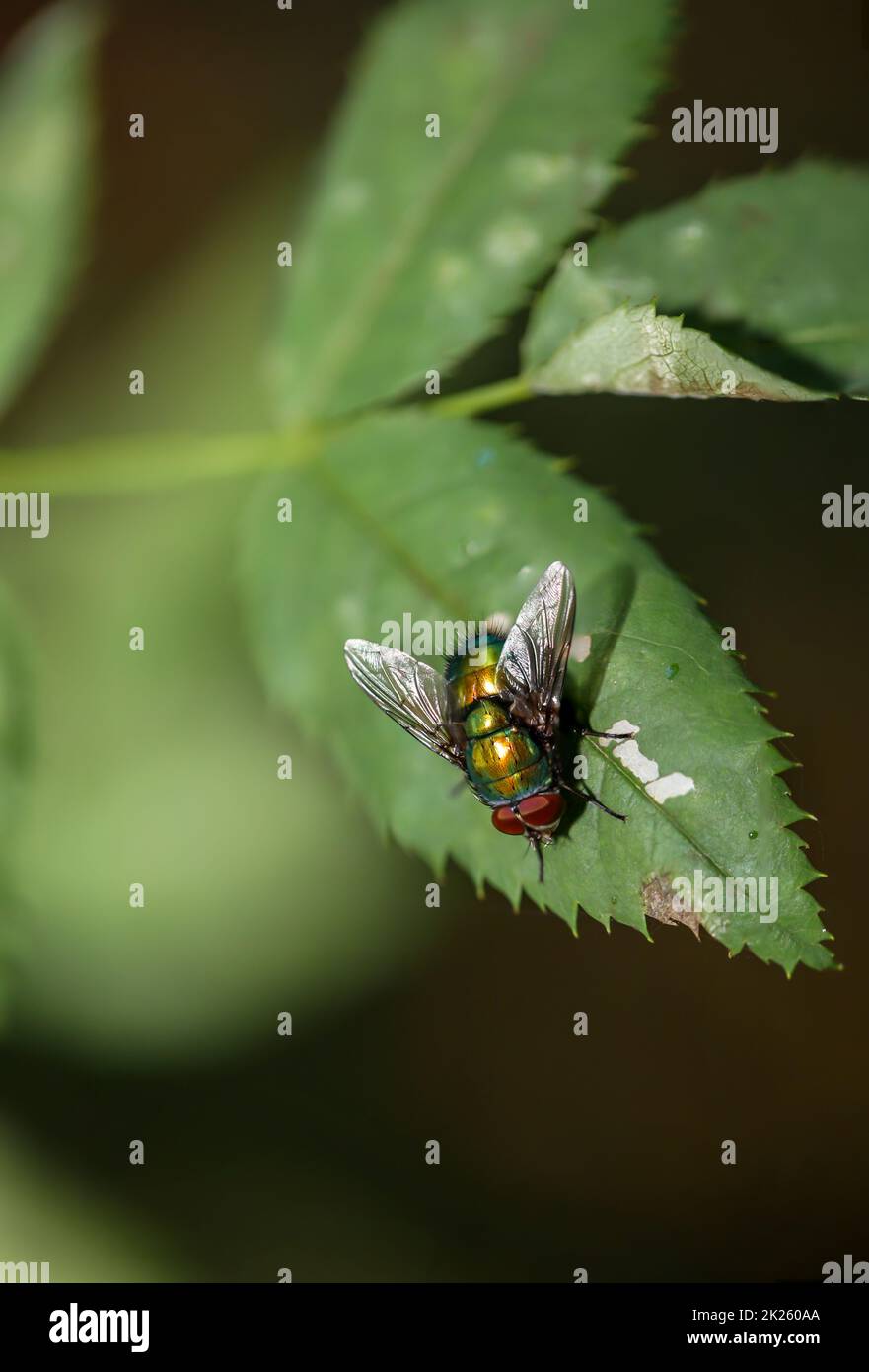 A fly or fly-like insect on a plant Stock Photo - Alamy