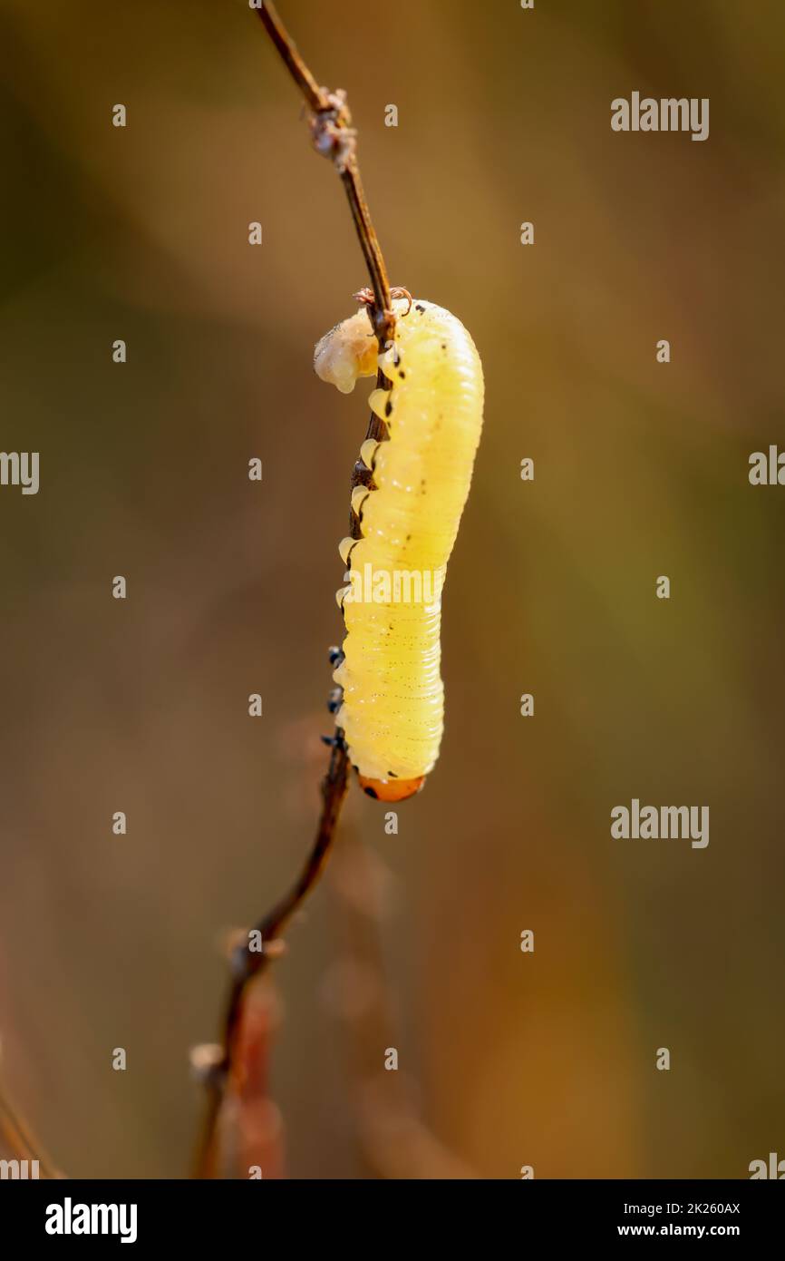 The yellow caterpillar or larva of a leaf wasp on a meadow plant Stock ...