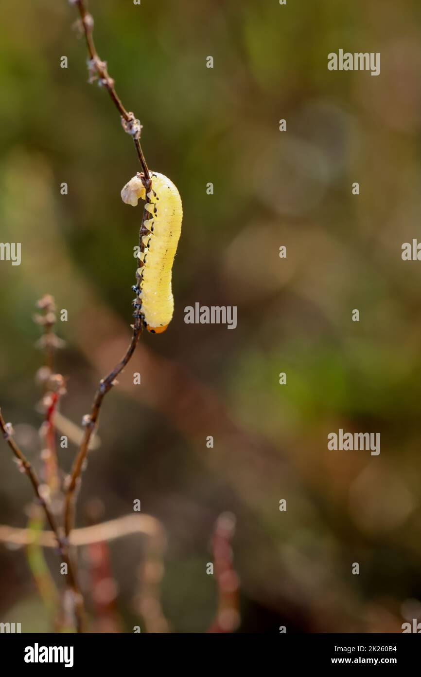The yellow caterpillar or larva of a leaf wasp on a meadow plant Stock ...