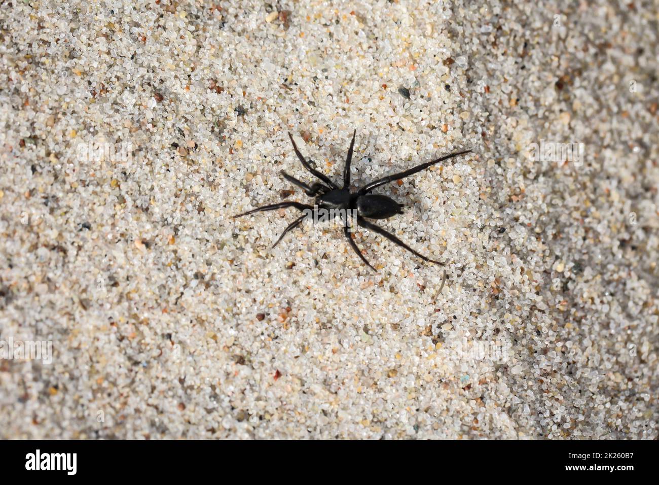 A small dark spider walks across the Baltic Sea sand Stock Photo - Alamy