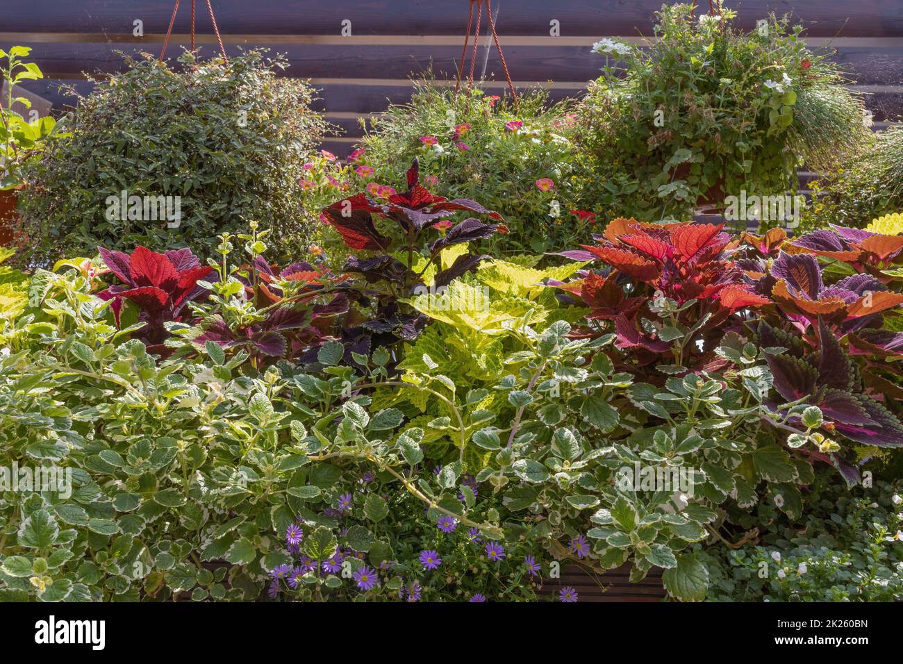 Green wall created from Coleus Plant. Horizontally Stock Photo - Alamy