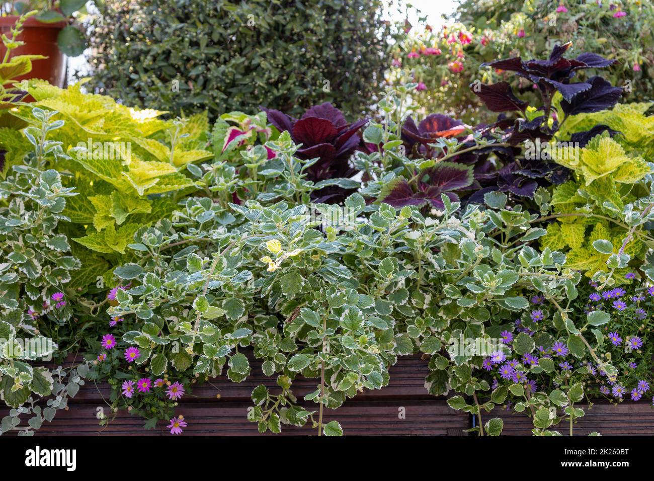 Different species of coleus plant forming a green wall. Horizontally ...