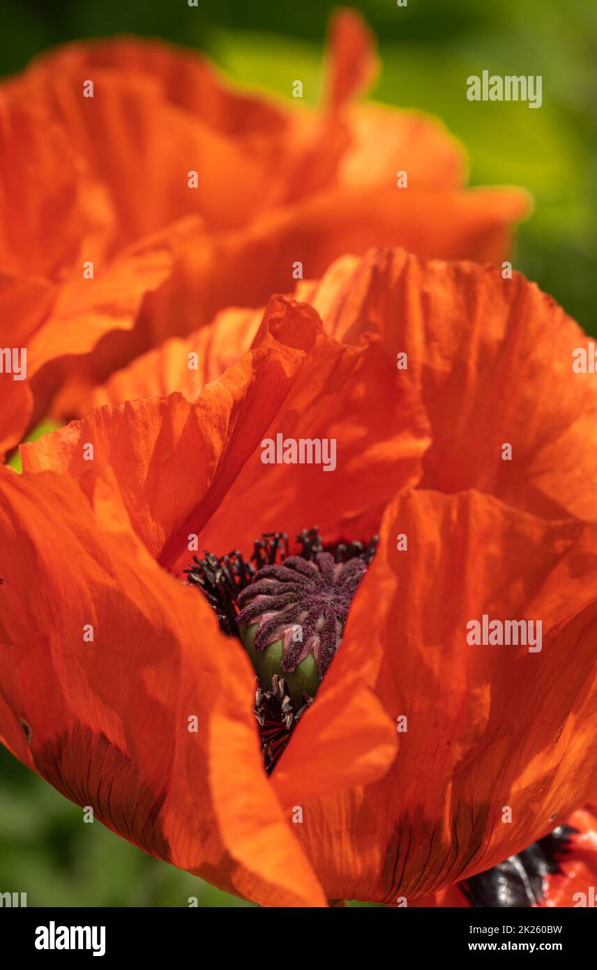 Red Corn Poppy, closeUp - Papaver rhoeas Stock Photo - Alamy