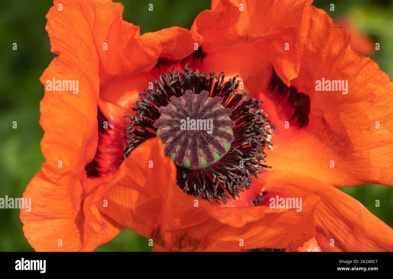Red Corn Poppy, closeUp - Papaver rhoeas Stock Photo - Alamy