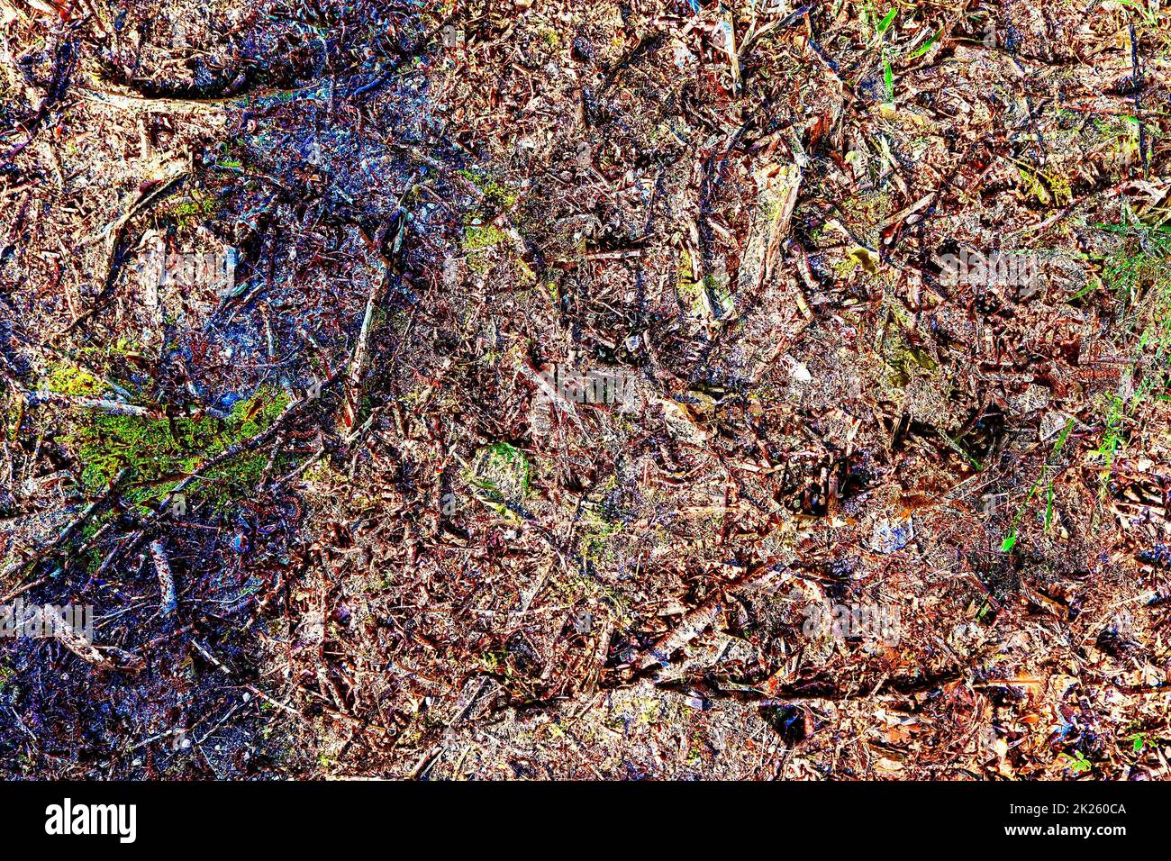 Detailed close up view on a forest ground texture with moss and ...
