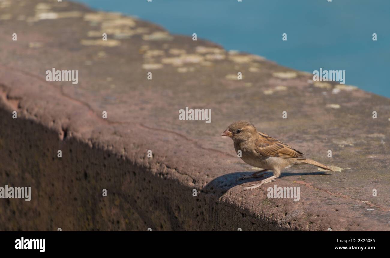 Sparrow street hi-res stock photography and images - Alamy