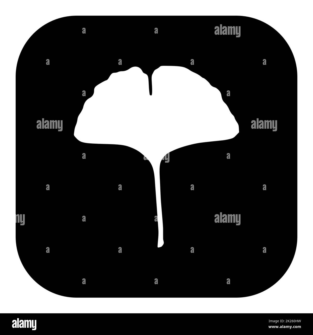 Ginkgo leaf herbal Black and White Stock Photos & Images - Alamy