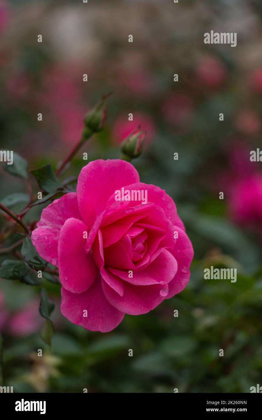 Budapest Flower VI Stock Photo - Alamy