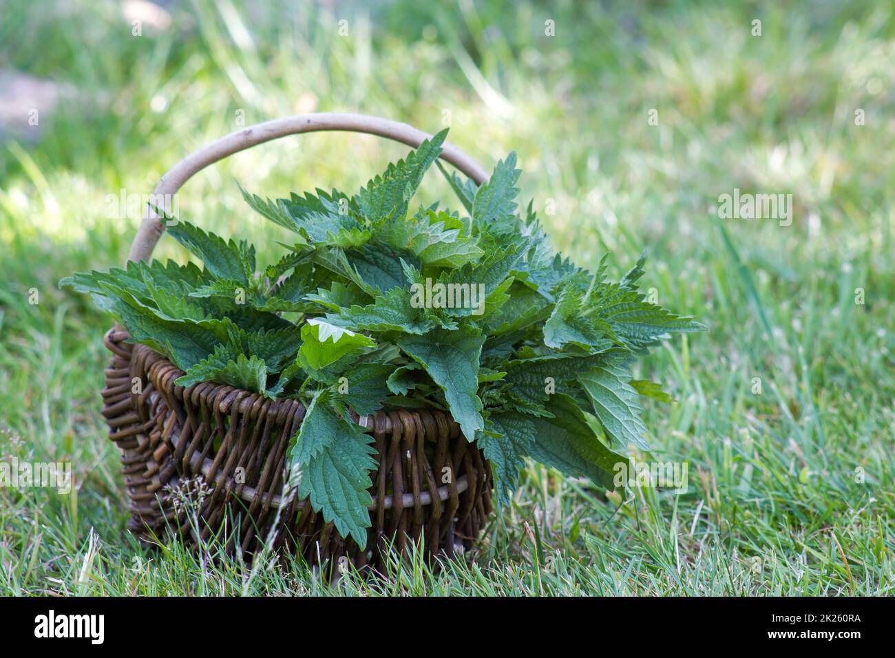 basket of fresh nettles Stock Photo - Alamy