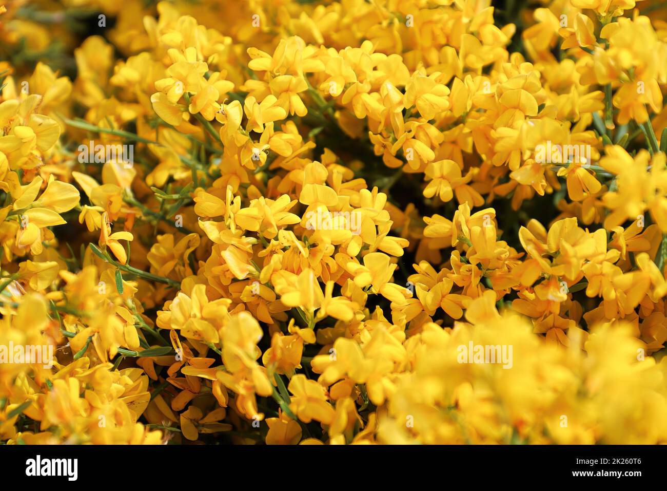 Golden flowers hi-res stock photography and images - Alamy