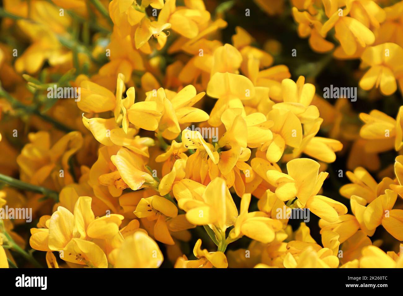 Golden flowers hi-res stock photography and images - Alamy