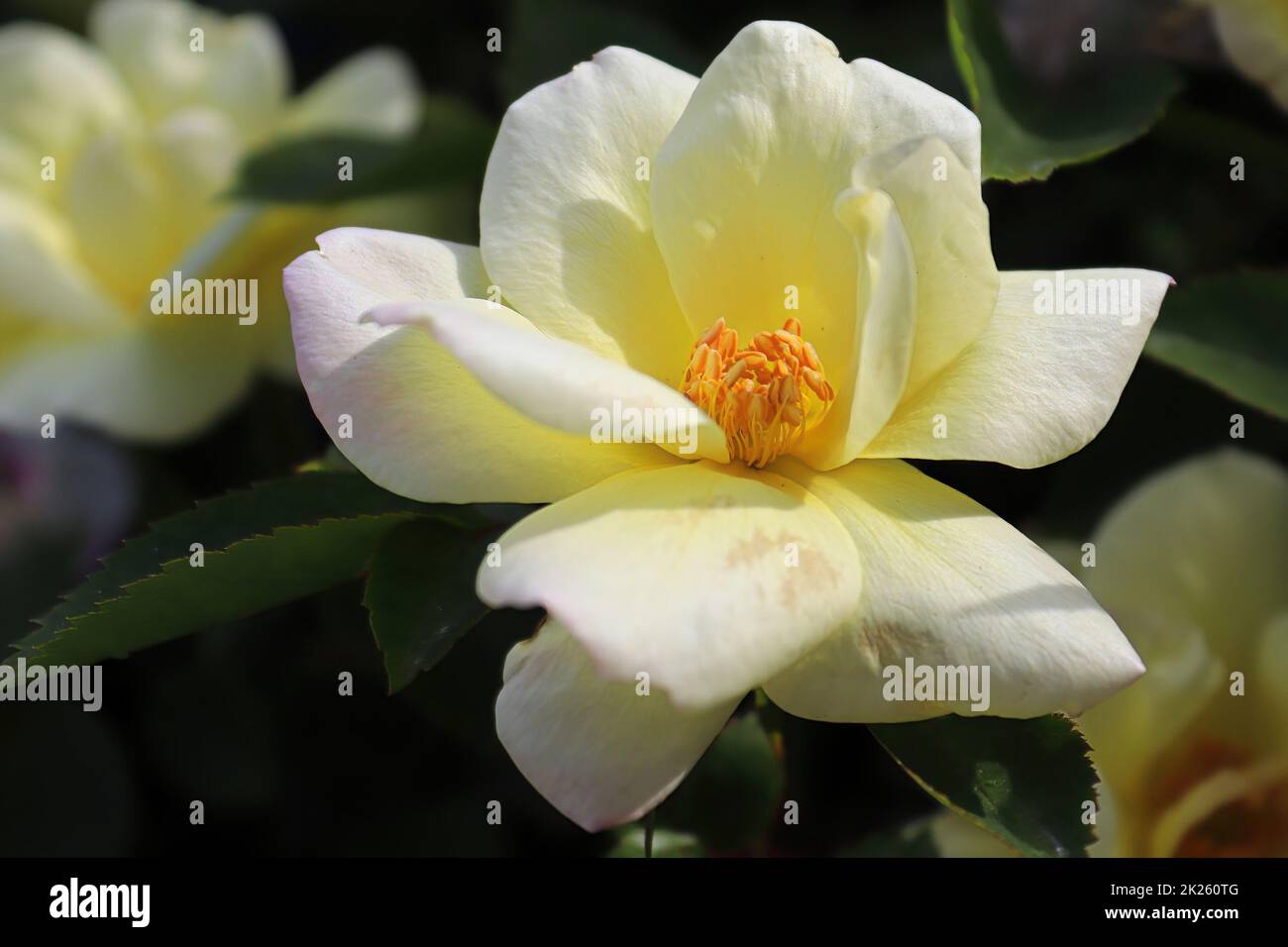 Bright yellow roses hi-res stock photography and images - Alamy