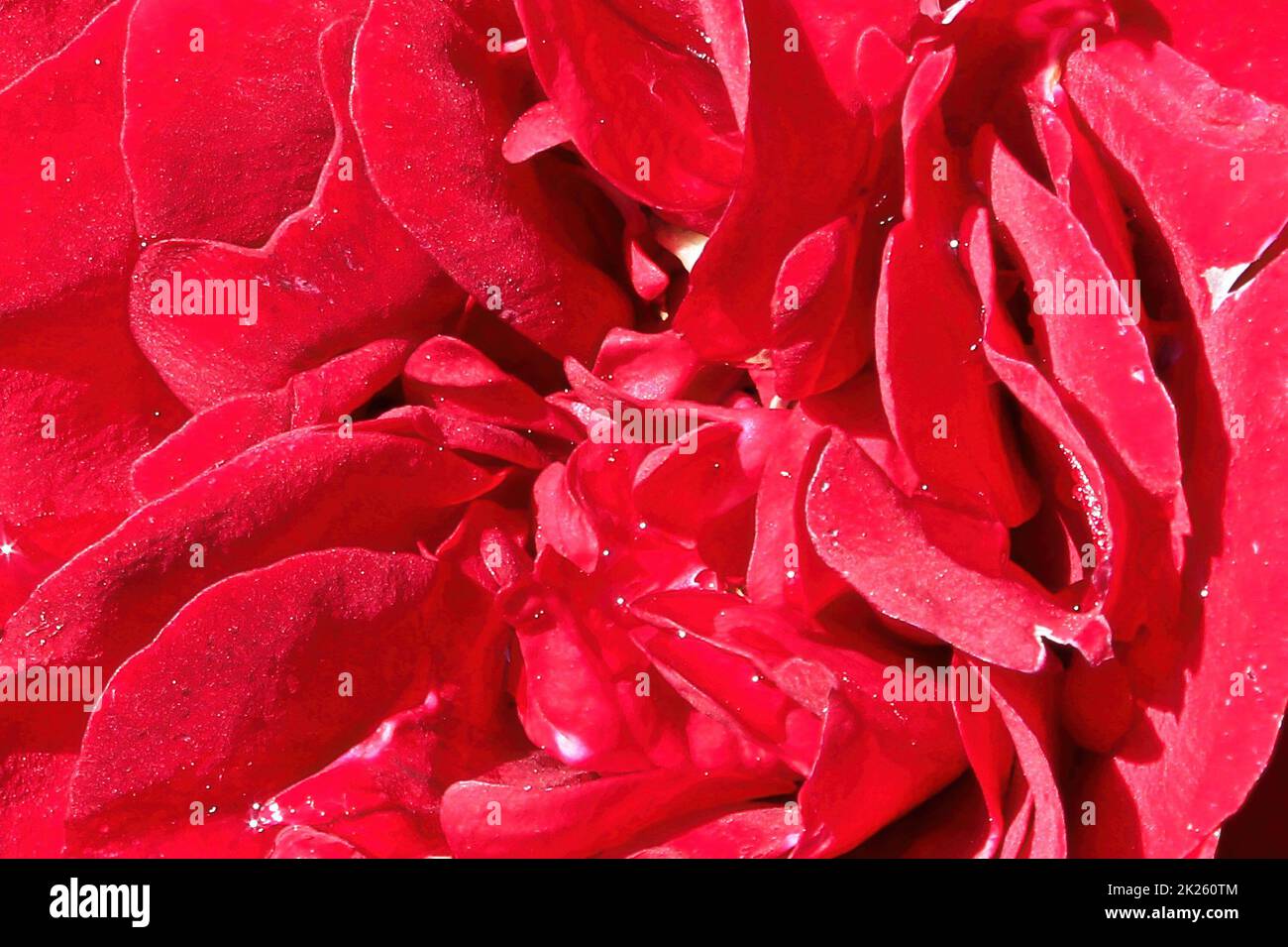 Rose garden center hi-res stock photography and images - Alamy
