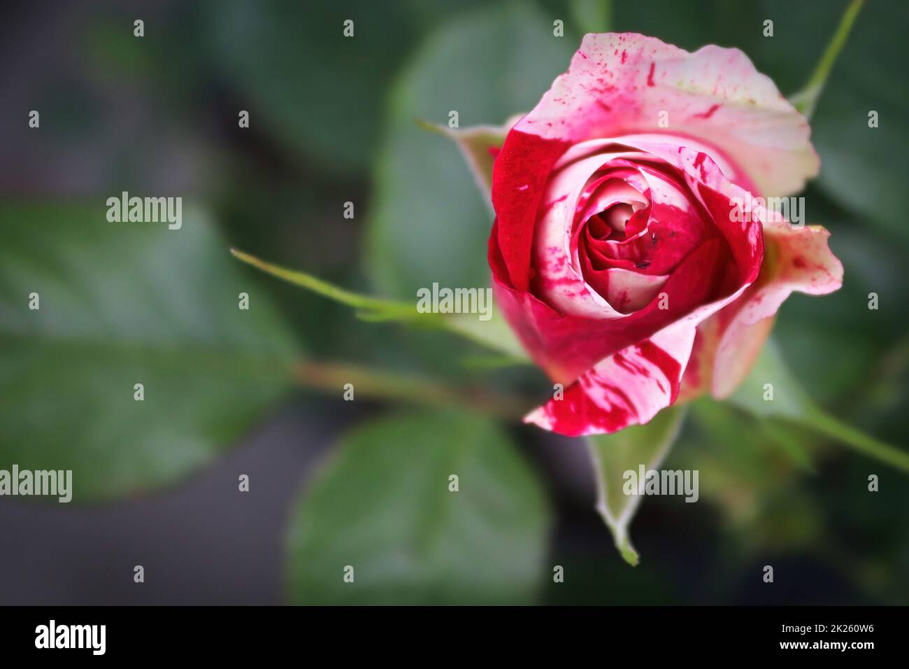 Pink white roses hi-res stock photography and images - Alamy