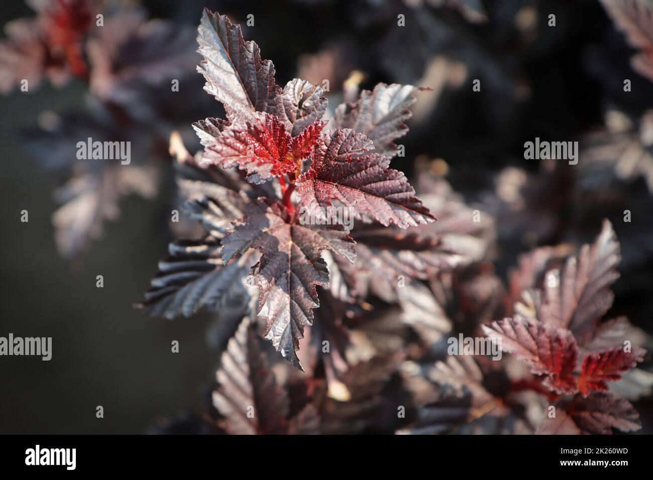 Purple read leaves on a Summer Wine Ninebark shrub Stock Photo - Alamy