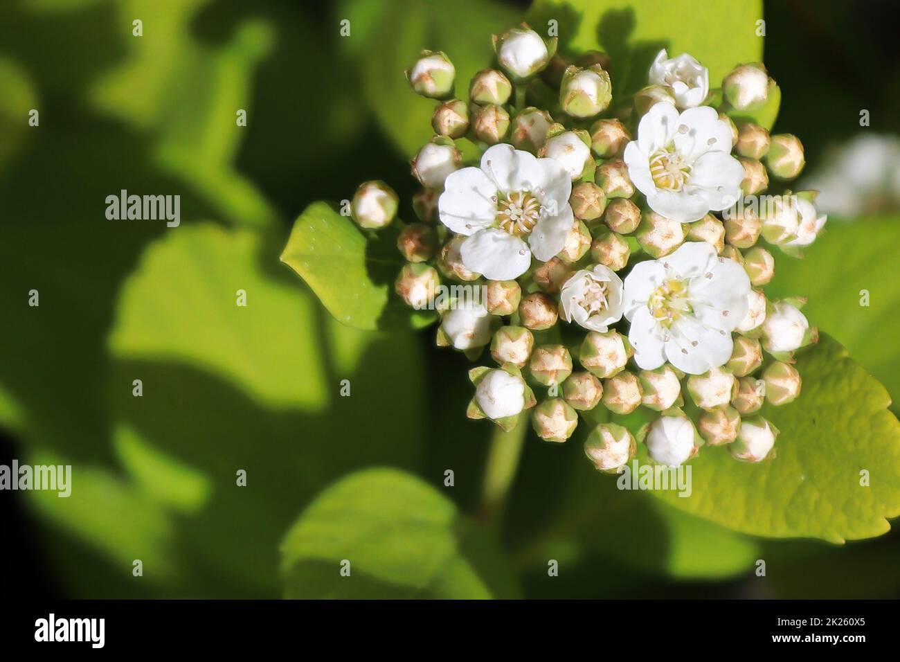White clusters of flowers on a Birch Leaf Spirea Stock Photo - Alamy