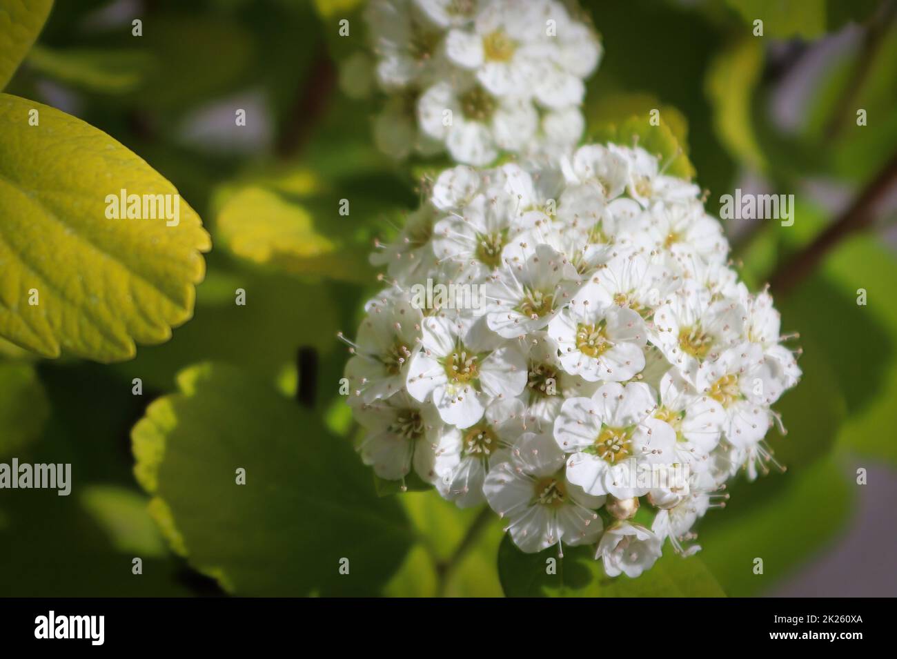White clusters of flowers on a Birch Leaf Spirea Stock Photo - Alamy
