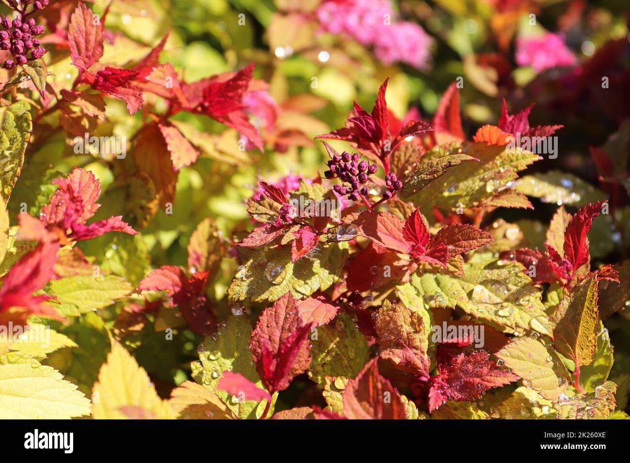 Golden leaves and flower buds on a Spirea Shrub Stock Photo - Alamy