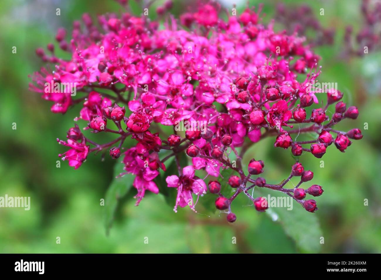 Princess tree blooming hi-res stock photography and images - Alamy