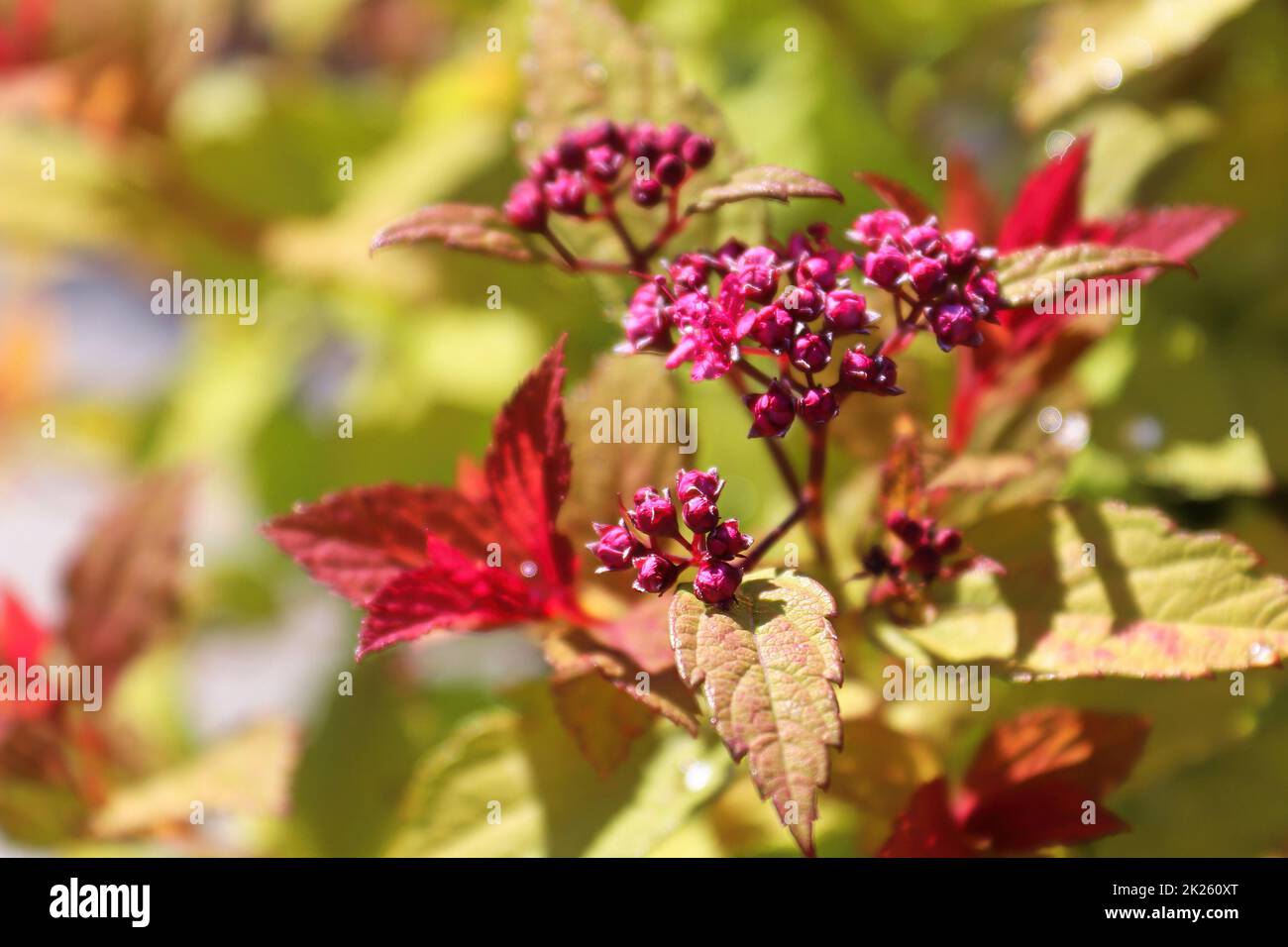 Golden leaves and flower buds on a Spirea Shrub Stock Photo - Alamy
