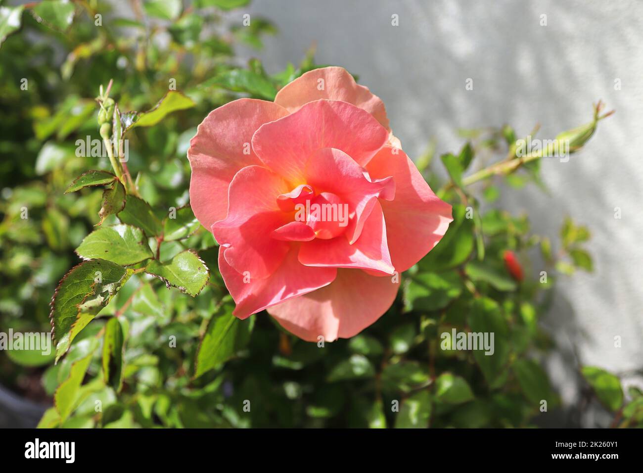 Delicate roses in bloom during the summer Stock Photo - Alamy