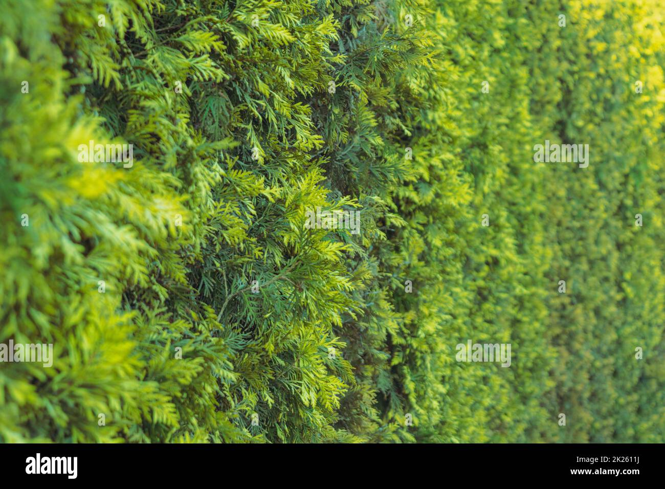 A hedge of leaves. A fence consisting of shrubs Stock Photo - Alamy
