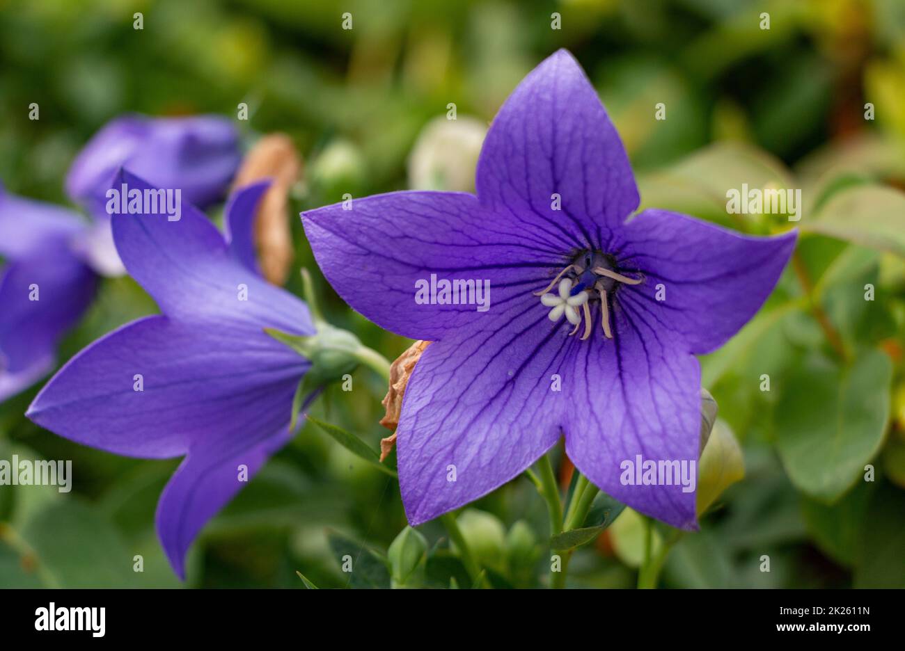 Purple balloon flowers hi-res stock photography and images - Alamy