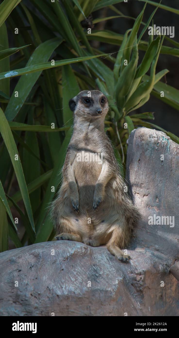 Meerkat chilling hi-res stock photography and images - Alamy