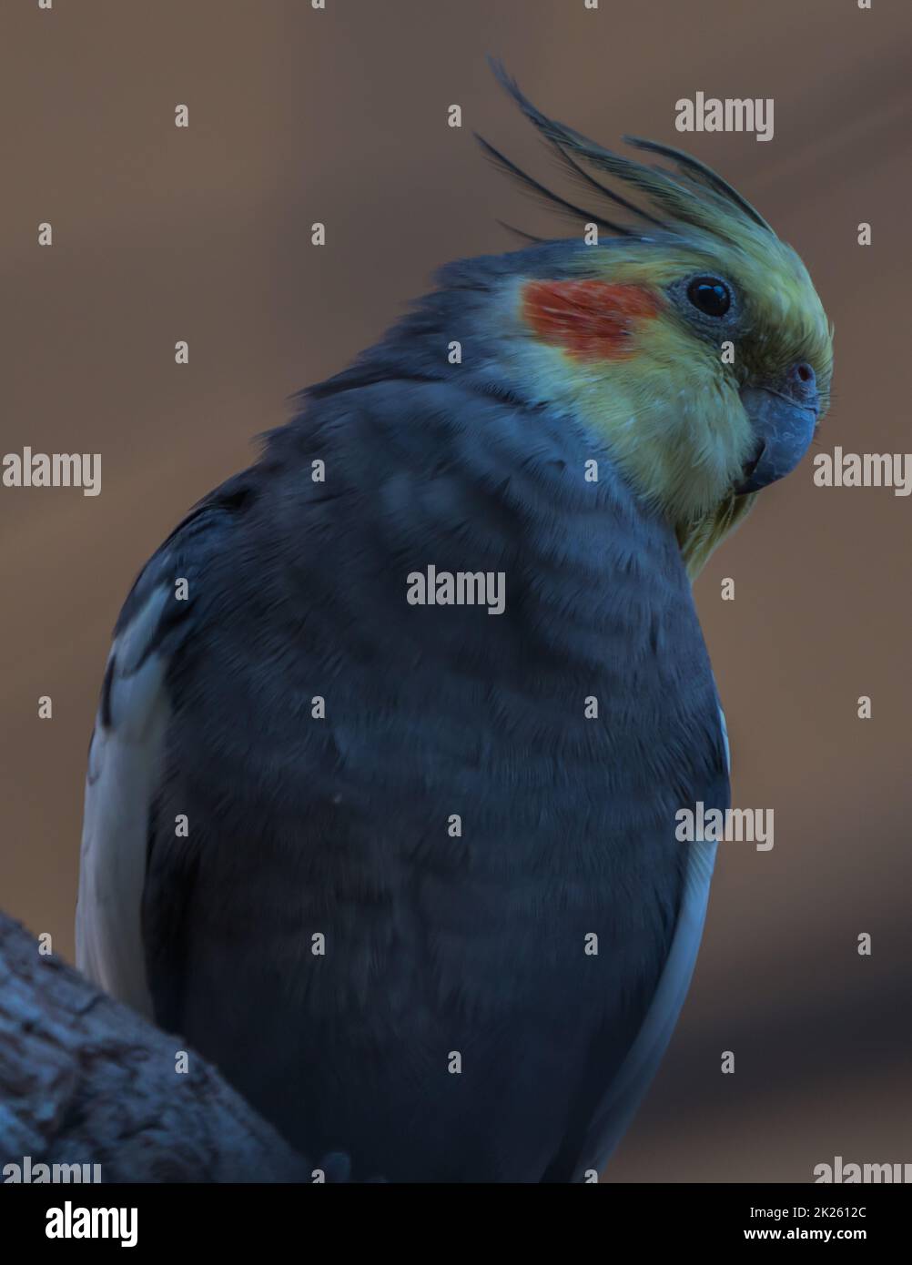 Cockatiel branch hi-res stock photography and images - Alamy