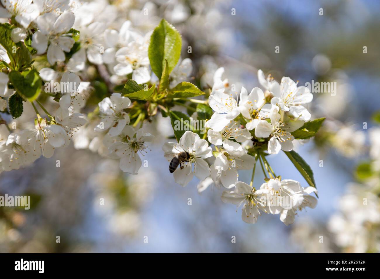 A bee collects pollen in flowers of a sour cherry tree Stock Photo - Alamy